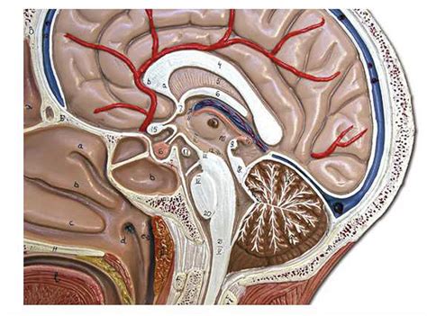 Brain Structures Diagram Quizlet