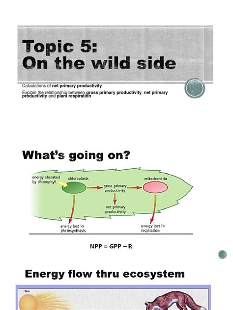Relationship Between Gross Primary Productivity Net Primary Productivity And Plant Respiration