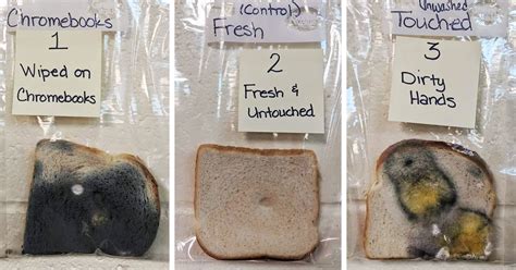 Elementary Schools Science Experiment With White Bread Is Going Viral Bored Panda