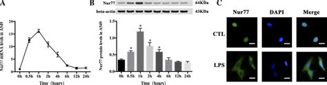 Lipopolysaccharide Lps Exposure Induces Nur77 Expression And Nuclear