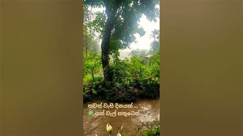 තවත් වැසි දිනයක් ගස් වැල් සතුටෙන් 🌳⛈️🌳 Rain Nature