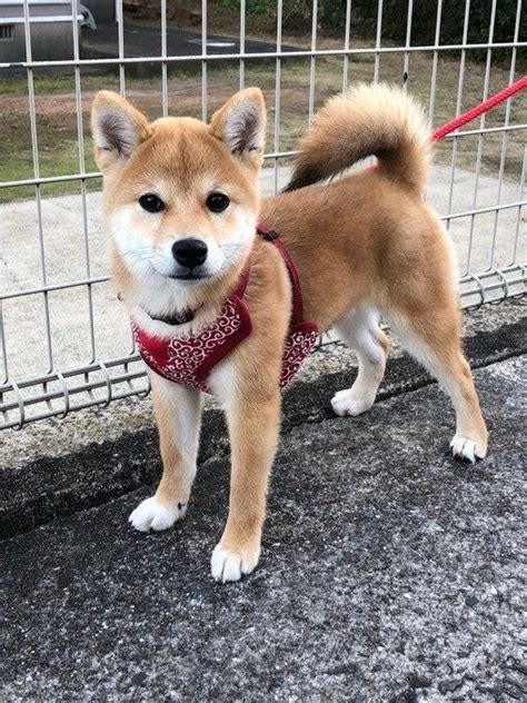 ストレス？実はリラックス？ 犬がため息をつく理由（いぬのきもちnews）