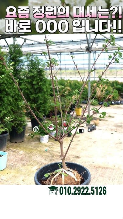 요즘 정원에 꼭 있어야 할 식물은 바로 이겁니다 동그랗고 아름다운 꽃을 피우는 설구화는 여러분의 정원을 아름답게 해줄겁니다 가드닝 정원 정원꾸미기 Youtube