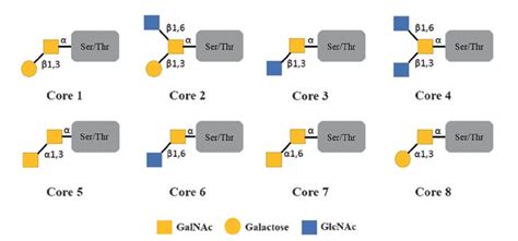 O Glycan Modification And Site Analysis Services Mtoz Biolabs