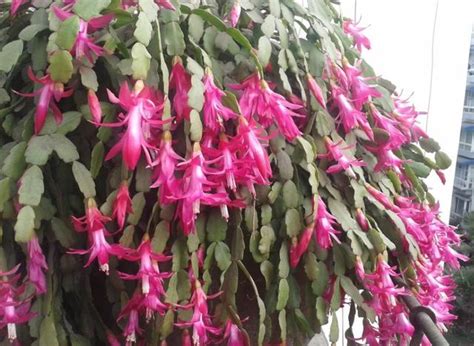 蟹爪蘭有2個「孿生兄弟」，開花相似花期不同，喜歡每種養一盆 每日頭條