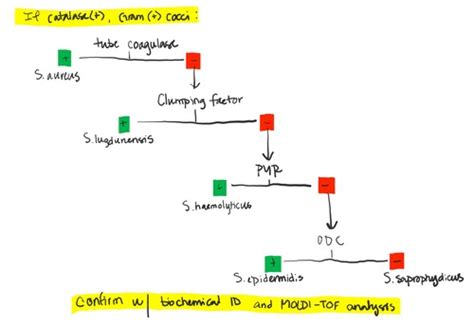Staphylococci Flashcards Quizlet