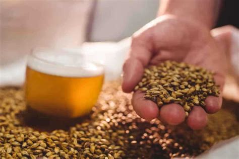 5 Easy Steps To Brew Blonde Ale