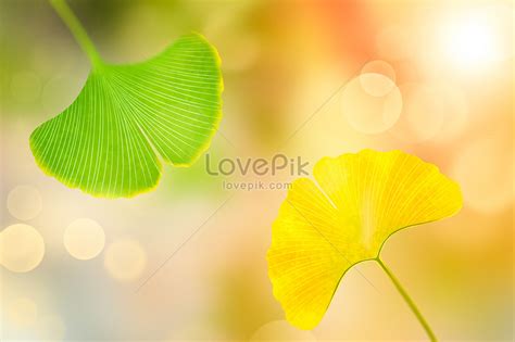 가을 배경 이미지 Hd 가을 은행 가을 노란 잎 배경 배경 사진 무료 다운로드 Lovepik