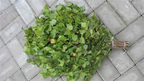 Веник березовый 81 фото НА ДАЧЕ ФОТО