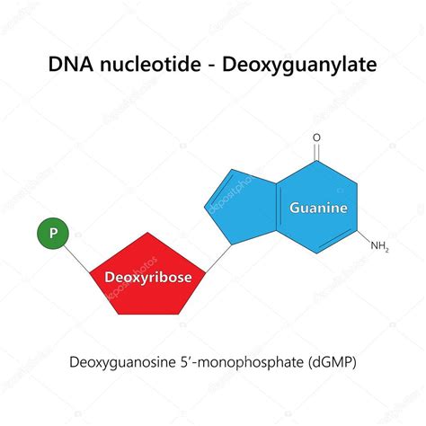 Nucleótido De Adn Desoxirribonucleótido Desoxiguanilato Ilustración