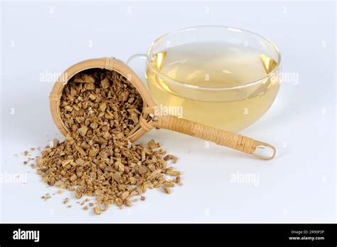 Cup Of Dyer S Woad Root Tea Isatidis Radix Dyer S Woad Root Faerber