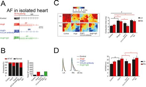Treatment Of Ccl24 Blocking Antibody Hindered Angiotensin Iiinduced