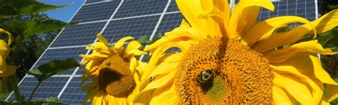 Pollinator Guidelines For Solar Developers Wisconsin Pollinators Uwmadison