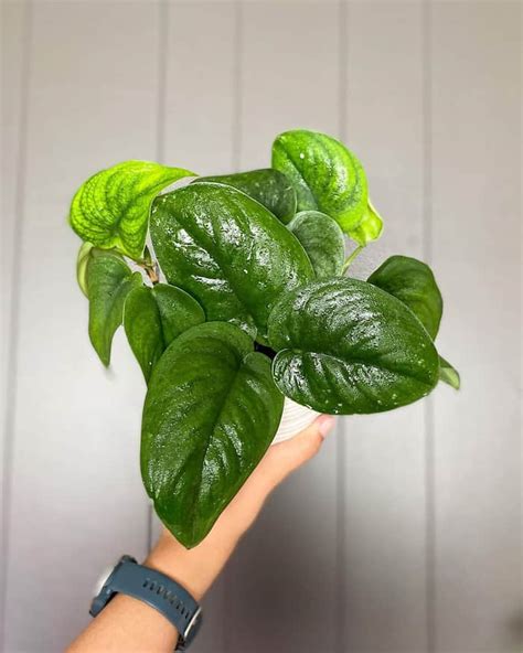 Jade Satin Pothos Scindapsus Care The Ultimate Guide