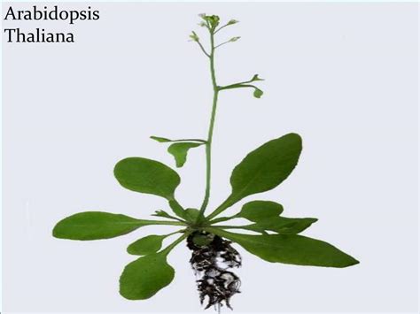 Ppt Abscission In Arabidopsis Thaliana Powerpoint Presentation Free