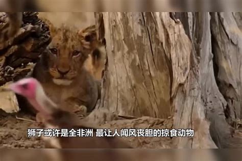 非洲体型最大的食肉动物，250公斤的体重全是肌肉体型体重肌肉