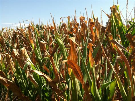 High Temperature Effects On Corn Soybeans