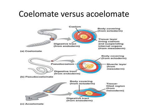 Ppt Chapters 32 34 Powerpoint Presentation Free Download Id 1915097