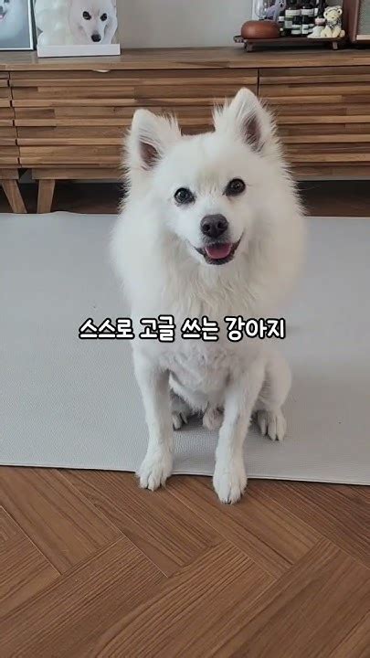 스스로 고글 쓰는 강아지 스피츠코코 스피츠 강아지쇼츠 쇼츠 천재견 강아지고글 Youtube
