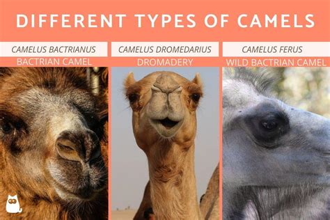 Different Types Of Camels Camel Species Examples With Photos
