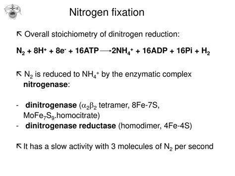 Microbial Symbioses Root Nodule Symbiosis Ppt Video Online Download