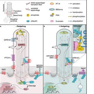 Post Translational Modifications PTMs Regulating Hedgehog
