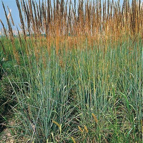 Buy Indian Grass Tomahawk Sorghastrum Nutans 50 Seeds Online Seeds