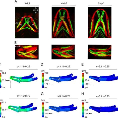 Maximum Jaw Displacement At 5 Dpf In 1 Min The Average Jaw