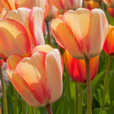 Spring Flowering Bulbs Orange And White Tulip Bulbs