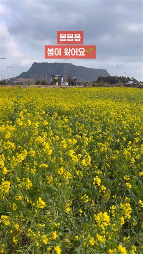 제주도 유채꽃 명소 시기 광치기해변 유채꽃 재배단지 제주 동부여행 코스 네이버 블로그