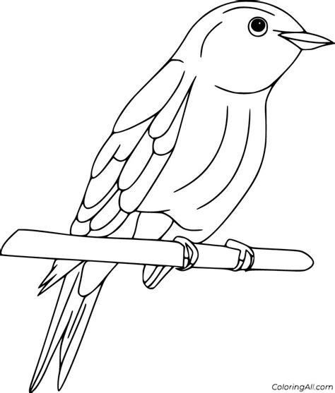 23 Free Printable Bluebird Coloring Pages In Vector Format Easy To