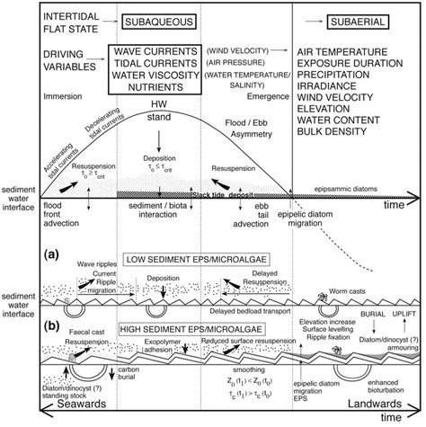 1 Conceptual Model Illustrating The Interplay Between Physical And