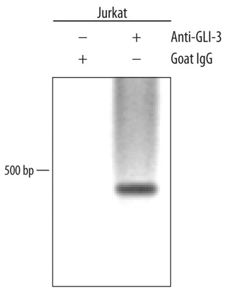 Humanmouse Gli 3 Antibody R D Systems 100μg Unlabeledantibodies