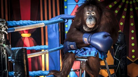 Wildlife Photographer Of The Year Fighting Mice Image Wins Peoples
