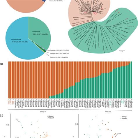 Single Nucleotide Polymorphisms Snps Annotation Phylogenetic Tree