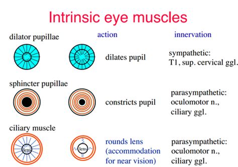 Intrinsic Eye Muscles