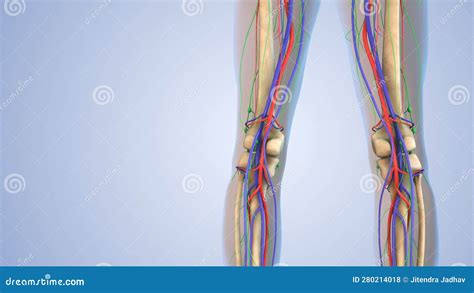 Human Anatomy For The Circulatory Skeletal And Lymphatic Systems