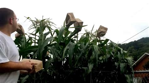 How To Hand Pollinate Sweet Corn Part 1 Youtube