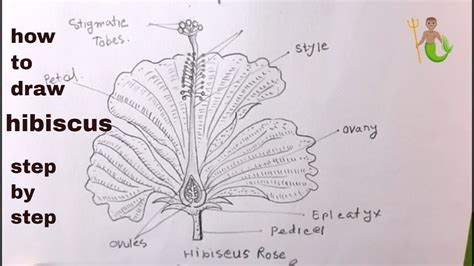 Draw A Hibiscus Flower And Label Its Parts Best Flower Site