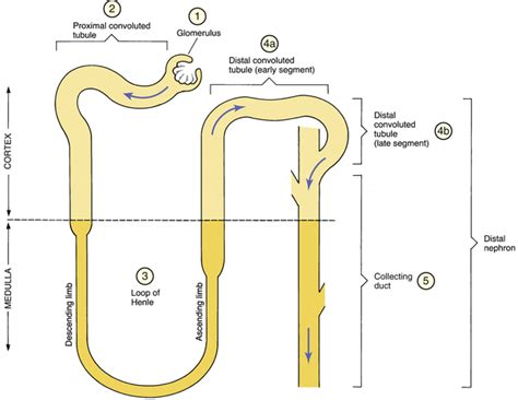 Loop Of Henle Diuretics