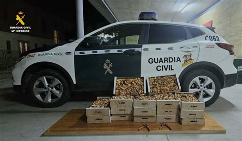 La Guardia Civil Incauta 65 Kilos De Níscalos Recolectados Ilegalmente