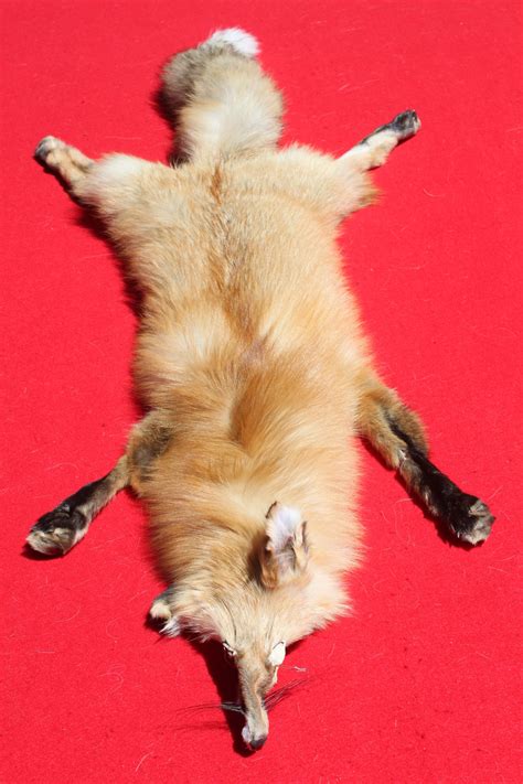 North Idaho Red Fox Taxidermy Quality Rfx1001 The Idaho Fur Shack