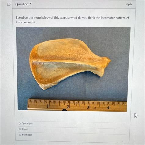 Based On The Morphology Of This Scapula What Do You