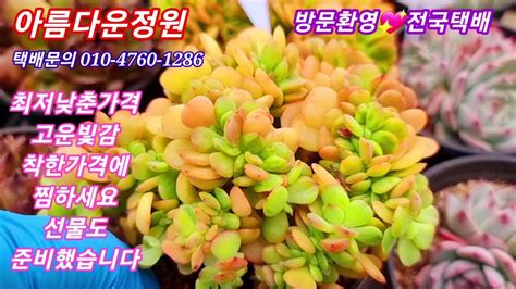 아름다운정원2탄 국민다육 묵은둥이들 착한가격에 만나보세요 ♡부용♡핑크스팟♡웨스턴레인보우♡화이트그리니♡알사탕♡크림썬♡블랙사바스~~ Youtube