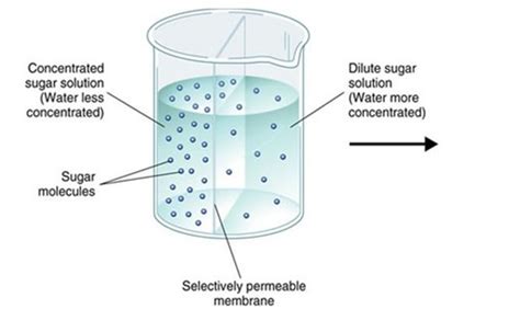 Osmolarity And Tonicity Flashcards Quizlet