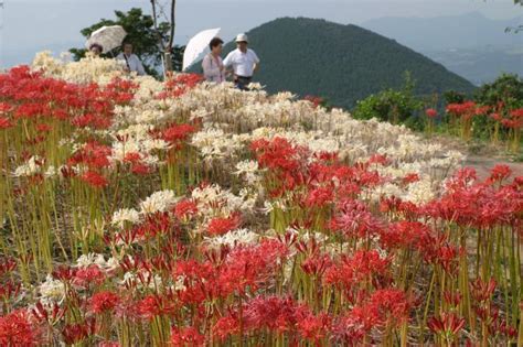 彼岸花の絶景スポット5選 PICK UP 特集 公式長崎観光 旅行ポータルサイト ながさき旅ネット