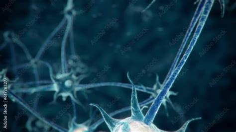 Neuron Synaptic Transmission Neural Work System Brain Head Human Body