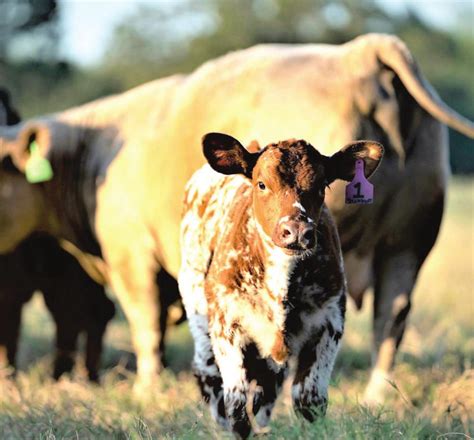 Shrinking Cattle Herd Could Equal High Calf Beef Prices Madisonville