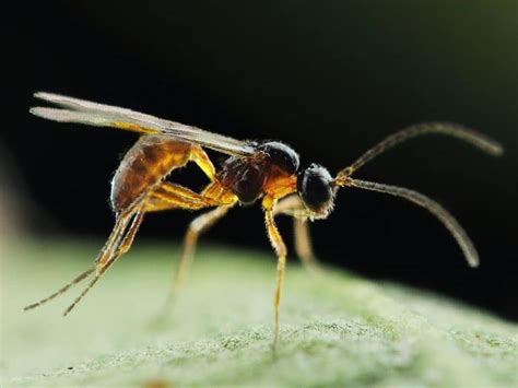 Aphidius Colemani Beneficial Insects For Cannabis Plantsman