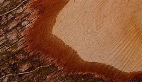 How To A Remove Stain From Wood Complete Guide Woodturning Tips